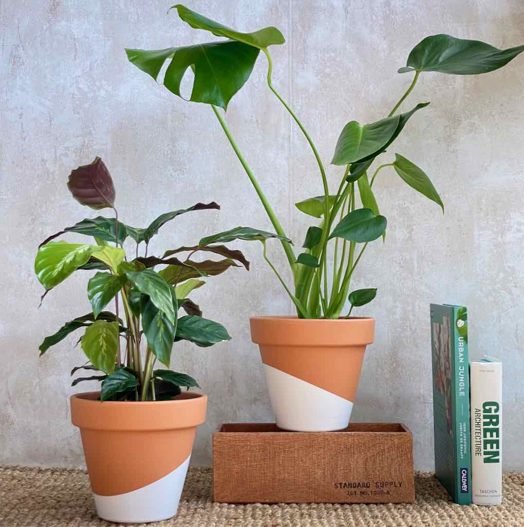PACK MAUI JUNGLE – Urban Planta