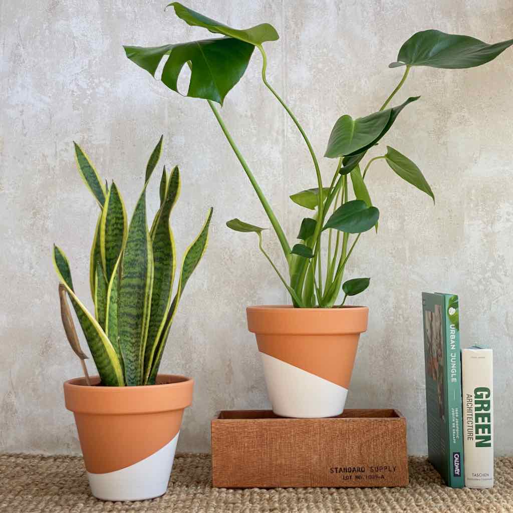 PACK AHORRO URBAN MIX – Urban Planta