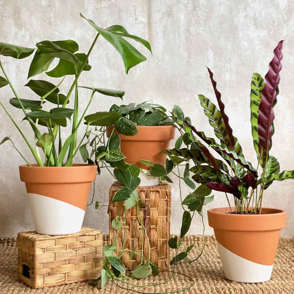 PACK BIG JUNGLE – Urban Planta