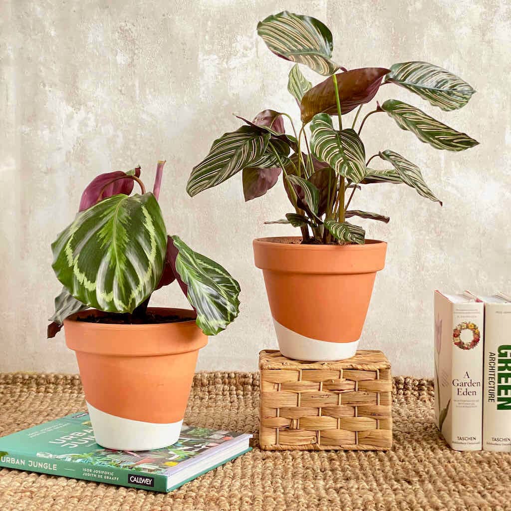 PACK TROPICAL DUO – Urban Planta