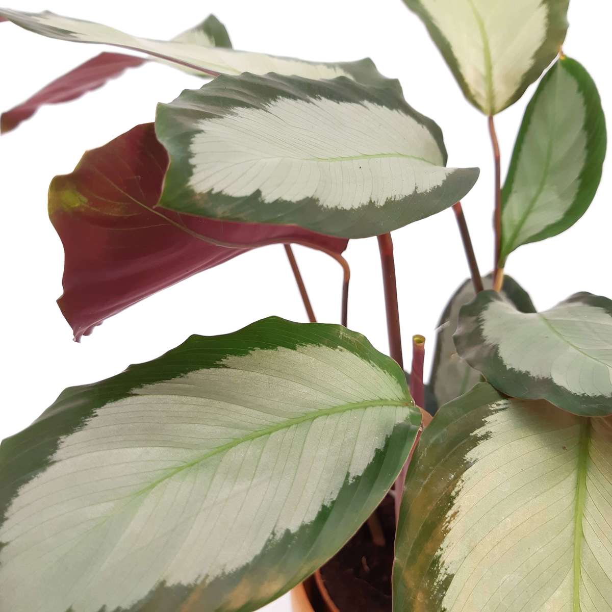 Calathea Picturata Argentea – Urban Planta